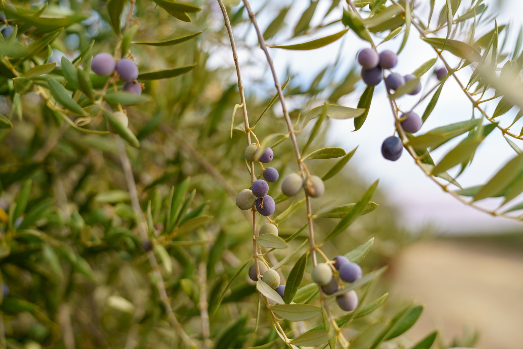 La Panza Olive Oil: Key to Healthy Living and Delicious Meals